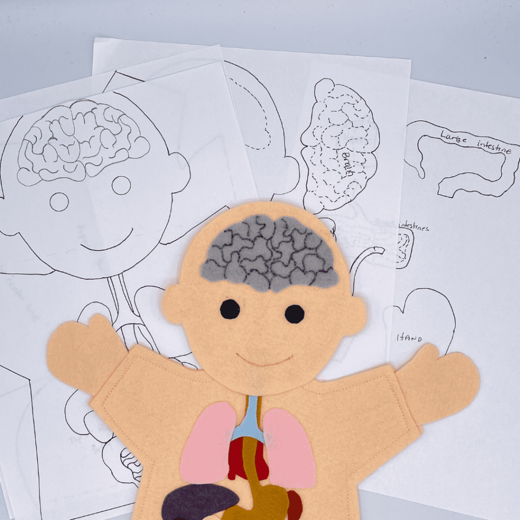 'My Body' Felt Puppet: Detailed Pattern and Internal Organs Included | Teaching in the Home