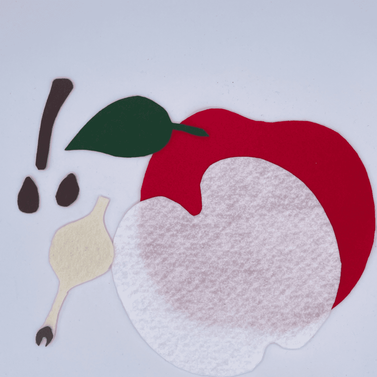Apple Anatomy Educational Felt Pattern with Instruction & Worksheet ...
